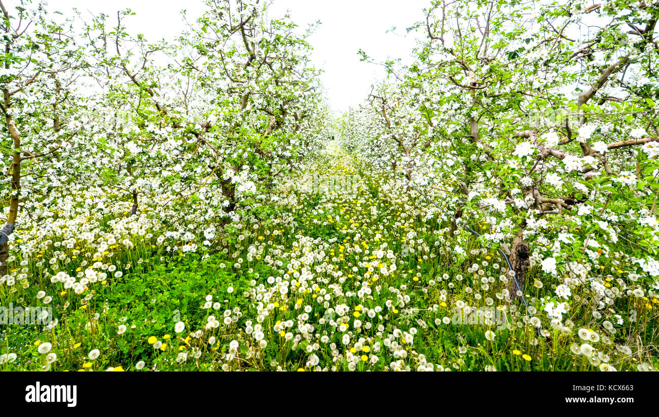 Apple orchard in spring, picturte of an Stock Photo - Alamy