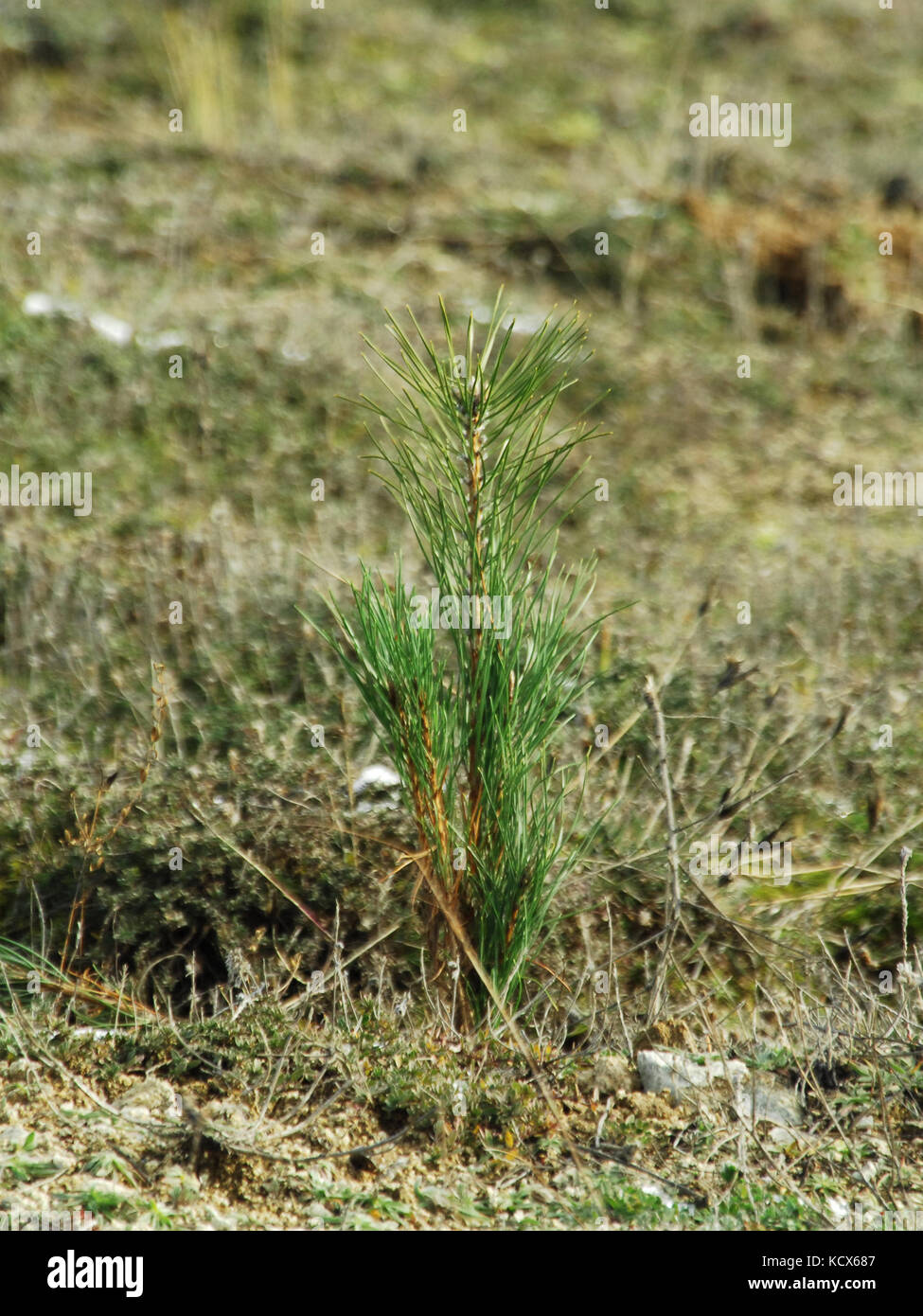 picture of a fresh planted evergreen tree .ecology concept Stock Photo ...