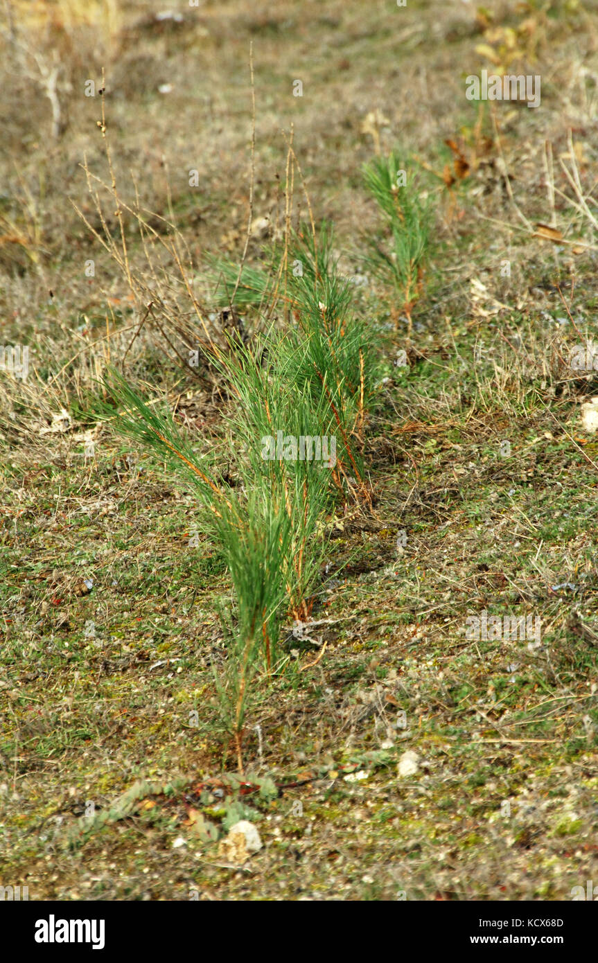 picture of a fresh planted evergreen tree .ecology concept Stock Photo ...