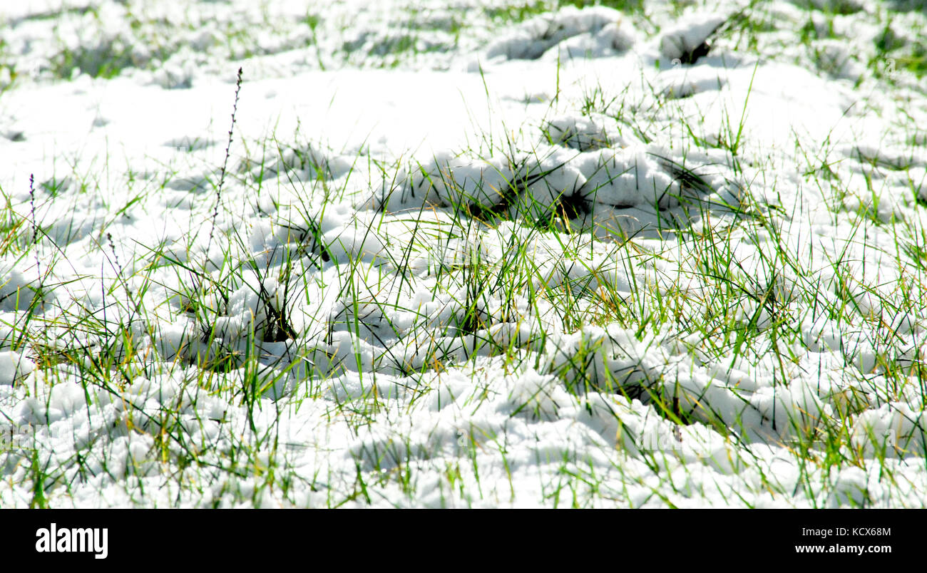 picture of a fresh green grass on the snow Stock Photo - Alamy