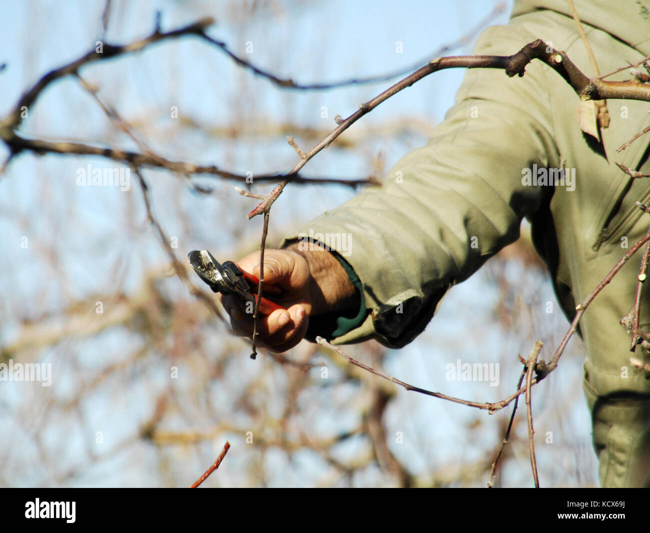 picture of winter Pruning apple tree Stock Photo - Alamy