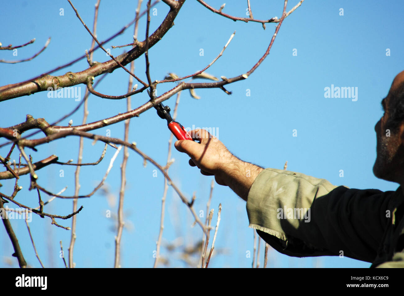 Pruning apple tree Stock Photo - Alamy