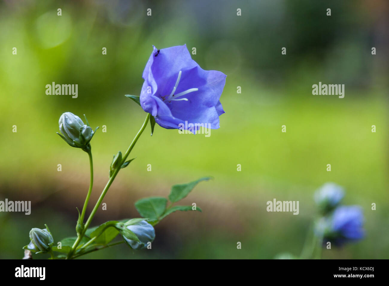 Blue star blossom hi-res stock photography and images - Alamy