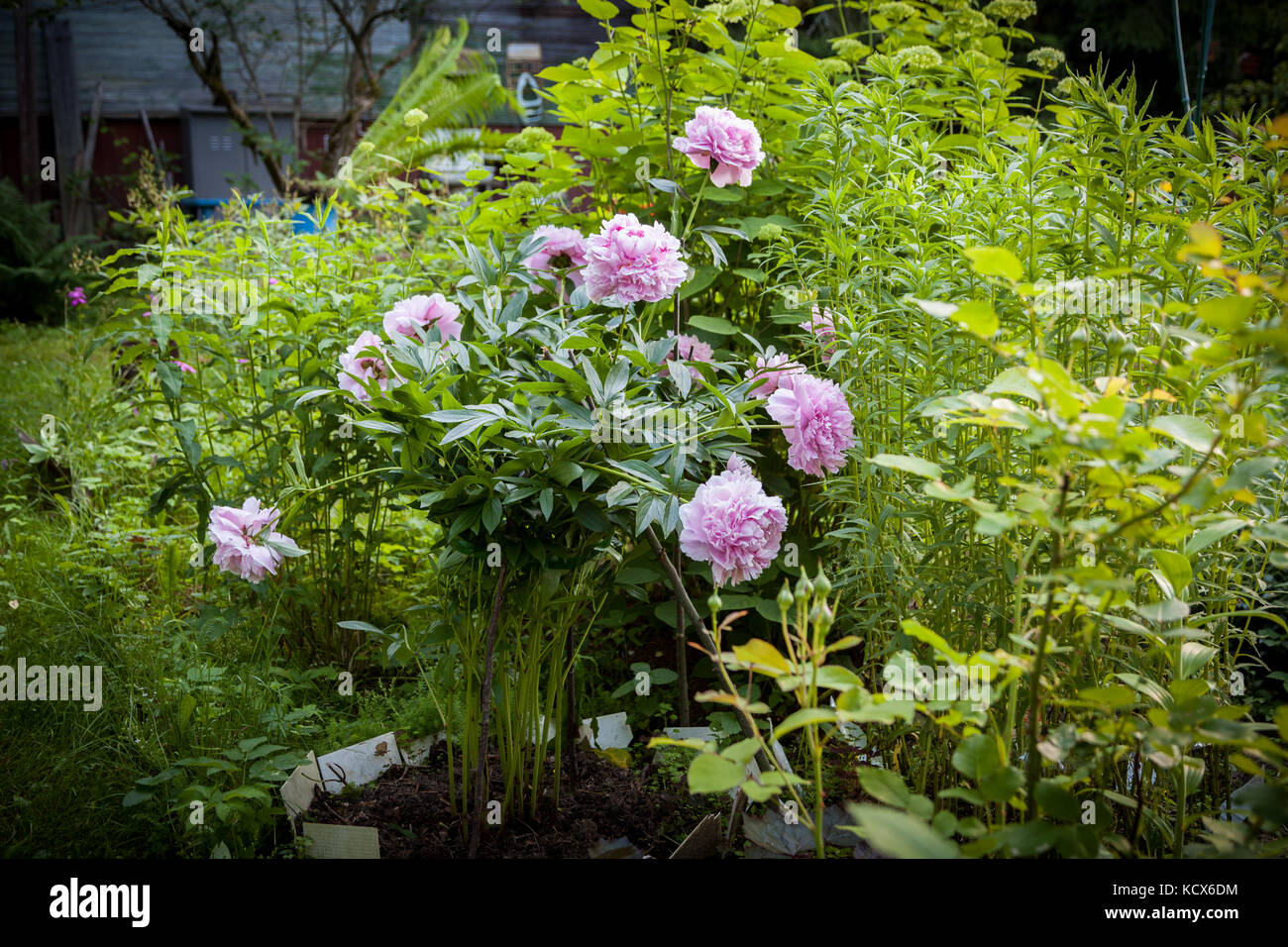 Beautiful pink peony bush in the garden Stock Photo - Alamy