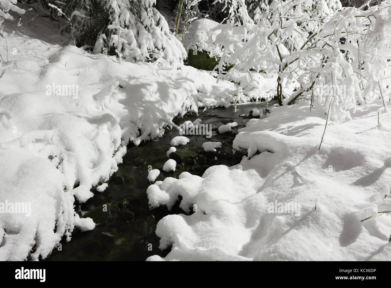 Cold dark forest hi-res stock photography and images - Alamy