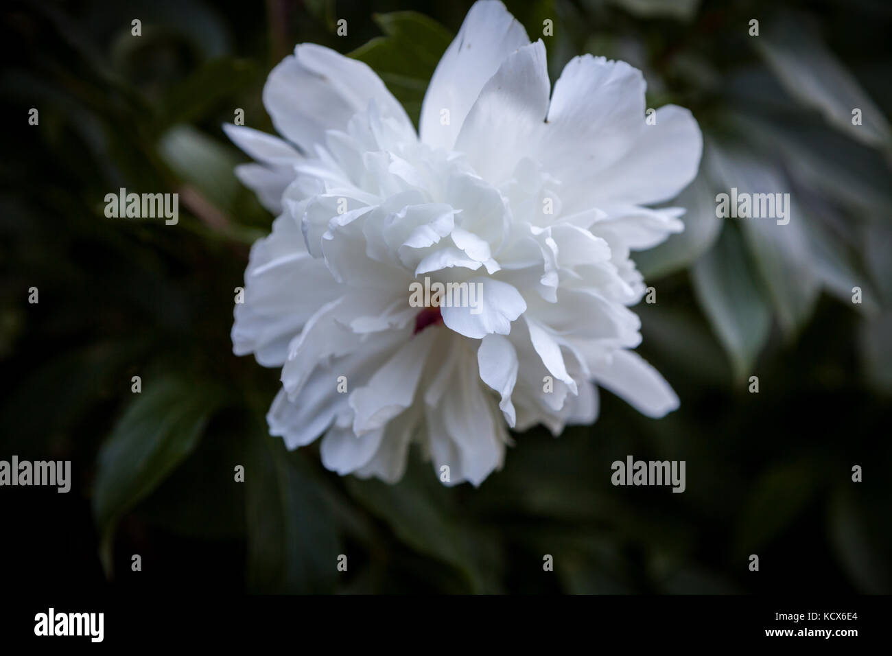Single white flower of peony. Close up Stock Photo - Alamy