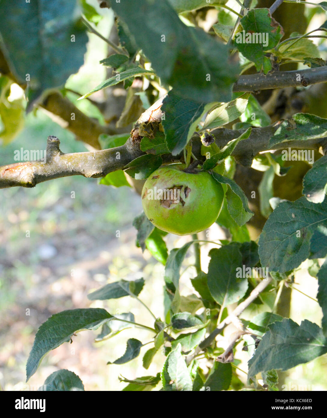 image of an Apples damaged by hail storm Stock Photo - Alamy