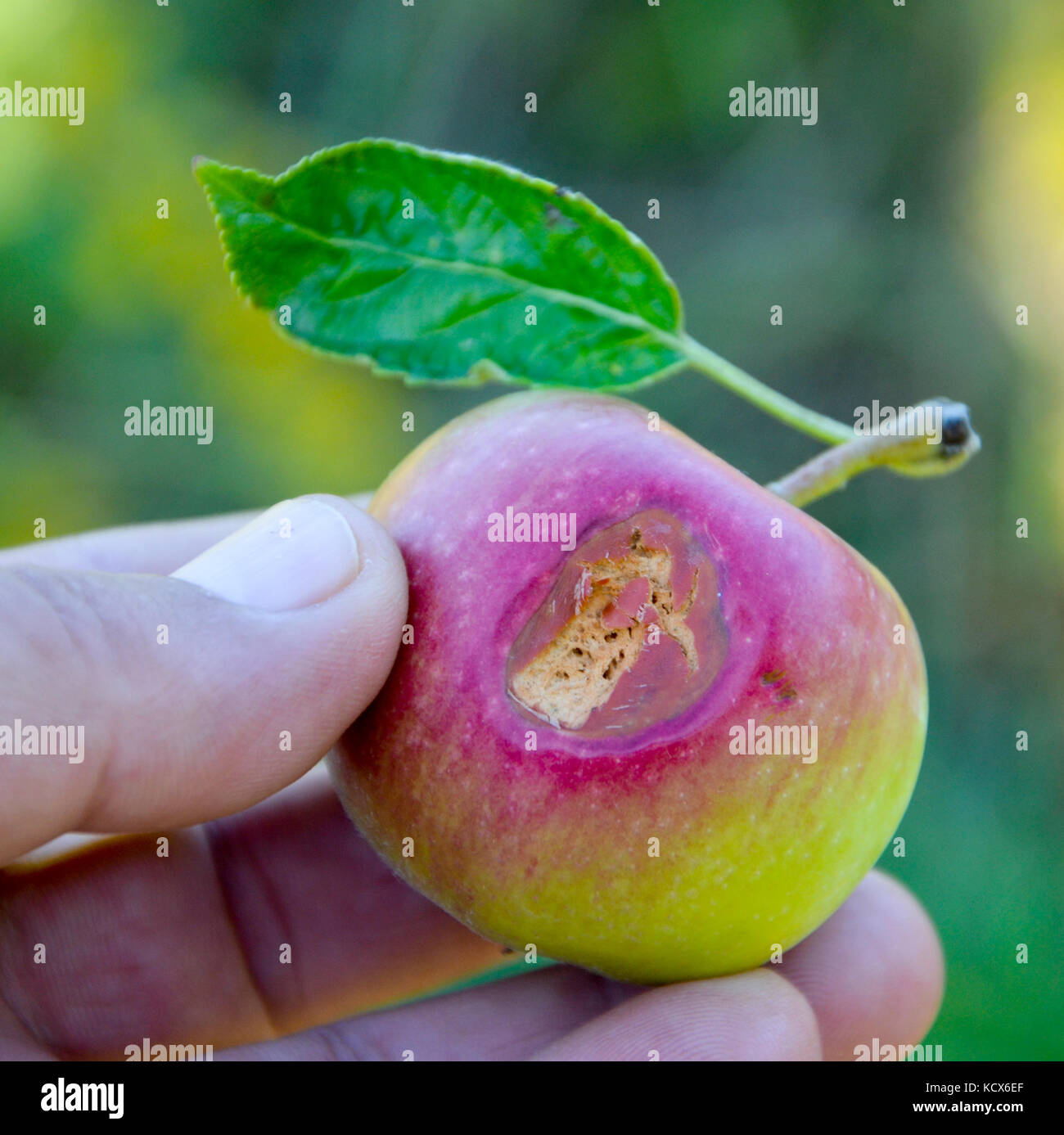 farmer hand hold apple damaged by hail storm Stock Photo - Alamy