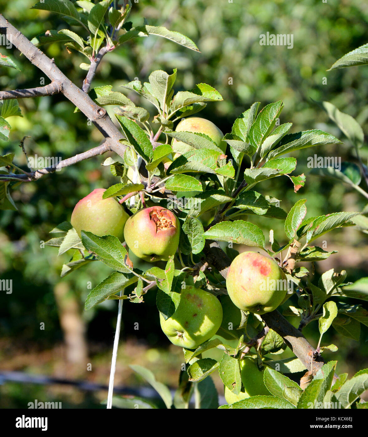 farmer hold apple damaged by hail storm Stock Photo - Alamy