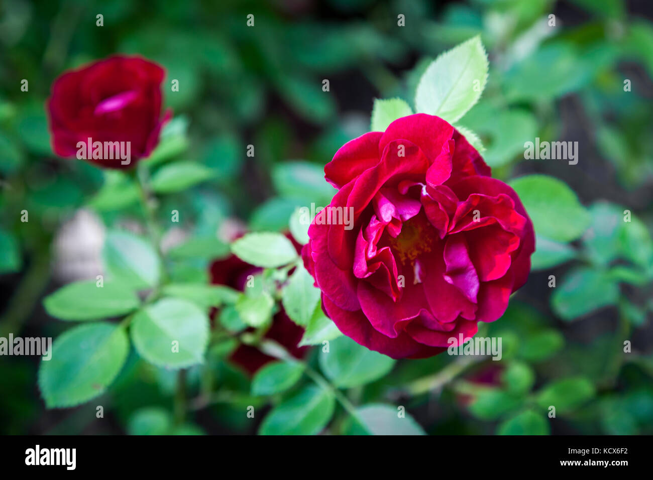 Two flowers of red roses. One flower in focus Stock Photo - Alamy