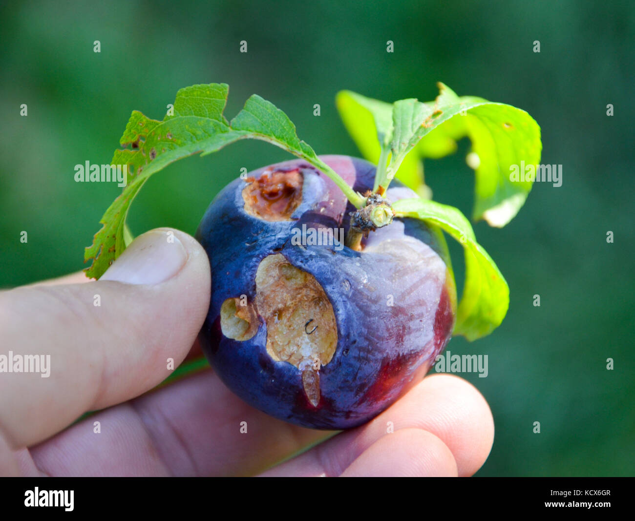 image of a farmer show the plum damaged by heavy hail in summer Stock ...