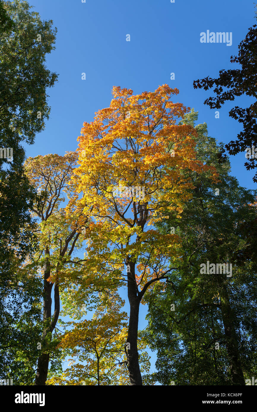 Dense treetop hi-res stock photography and images - Alamy