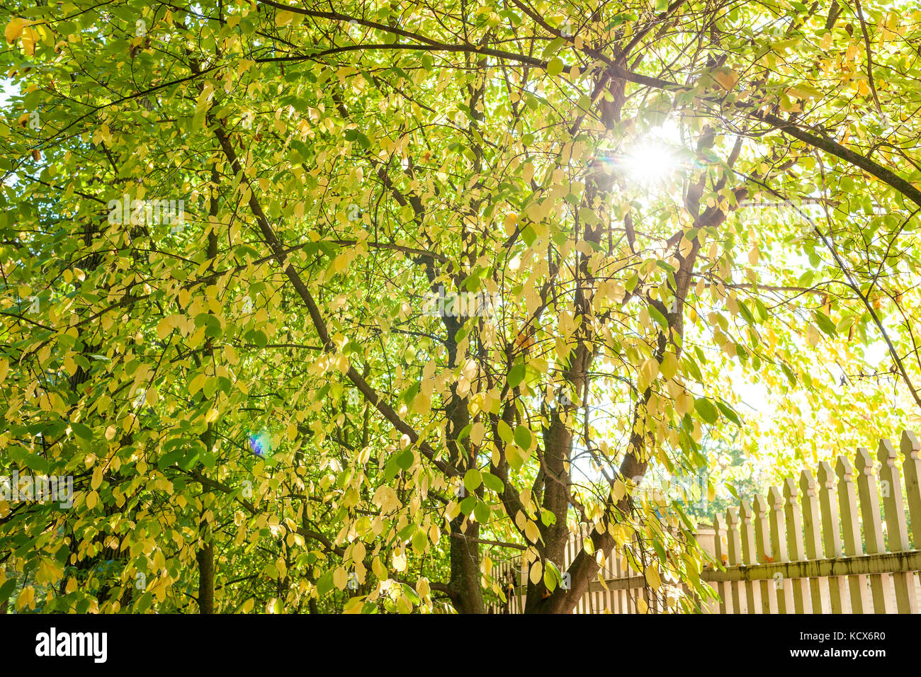 Sunlight through vibrant autumnal leaves hi-res stock photography and ...