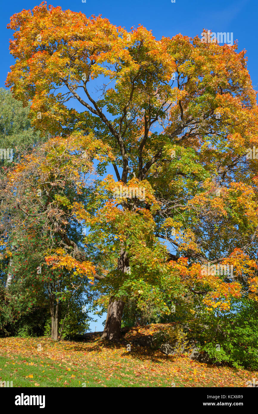 Autumn color maple foliage Stock Photo - Alamy