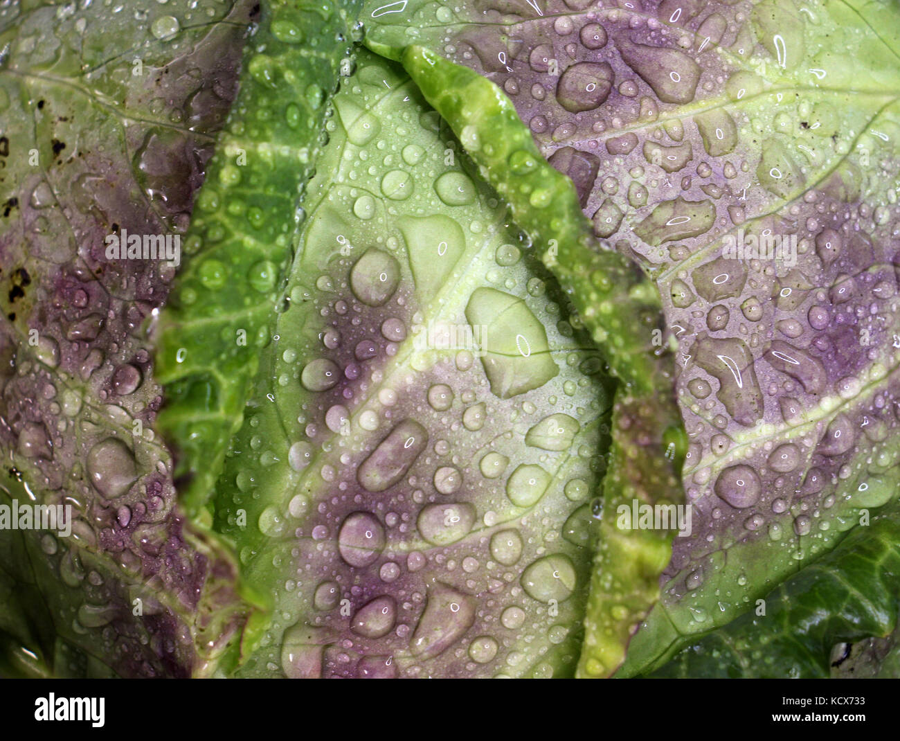 Fresh green cabbage leaves with big drops of water macro Stock Photo ...