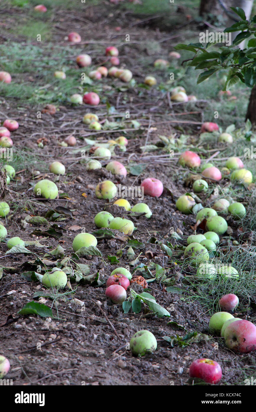 Fallen apples in an orchard. Mornig shot after the rain Stock Photo - Alamy