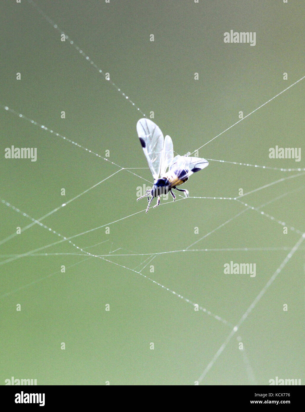 picture of a insect catched on spider web as prey Stock Photo - Alamy