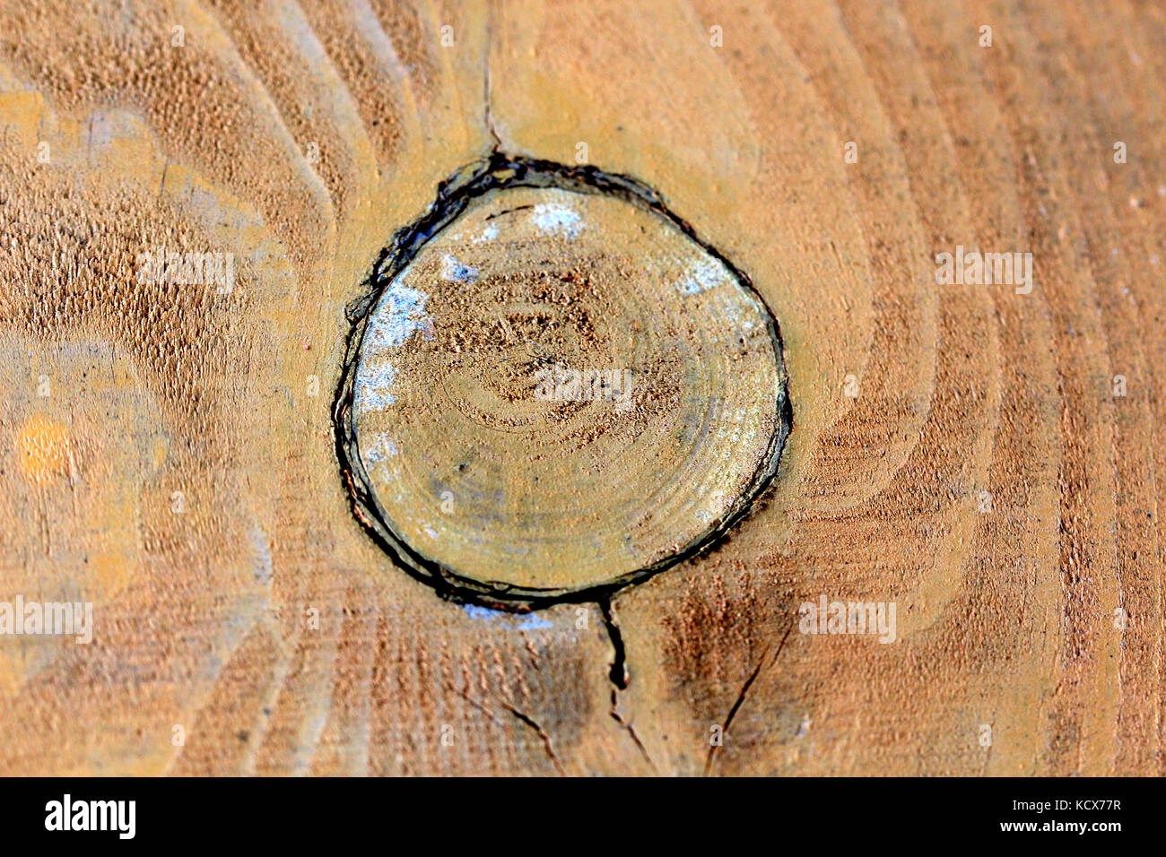picture of a Cross section of tree trunk Stock Photo - Alamy