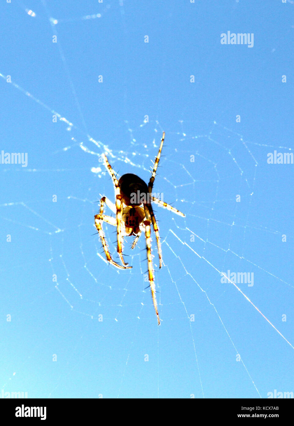 picture of a Spider on blue sky background. against the sun Stock Photo ...