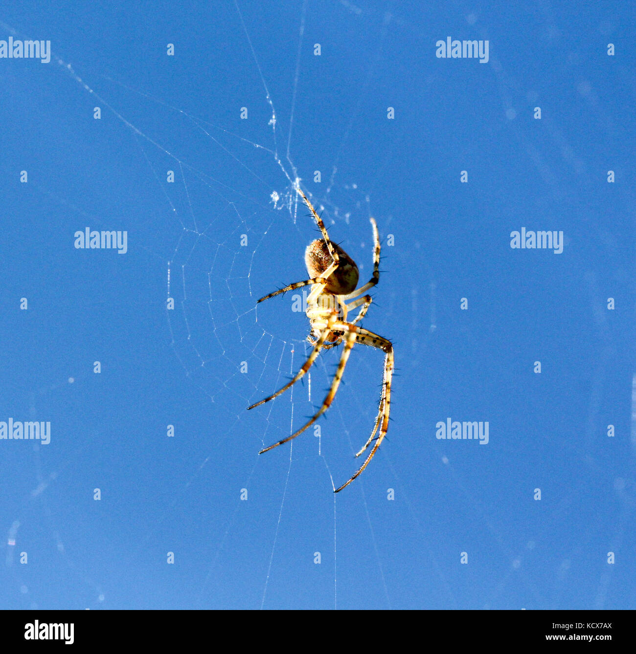 picture of a Spider on blue sky background. against the sun Stock Photo ...