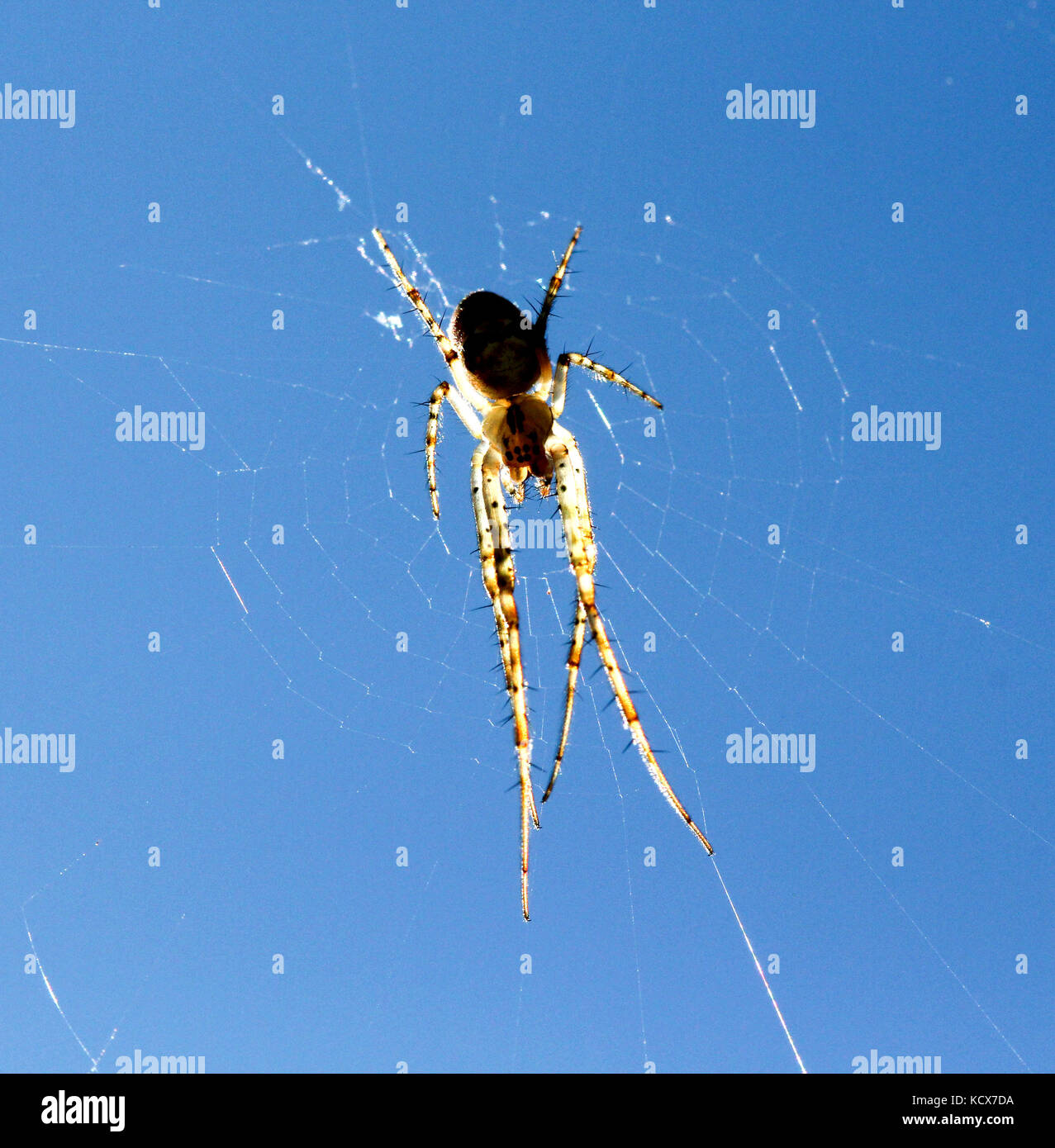 picture of a Spider on blue sky background. against the sun Stock Photo ...
