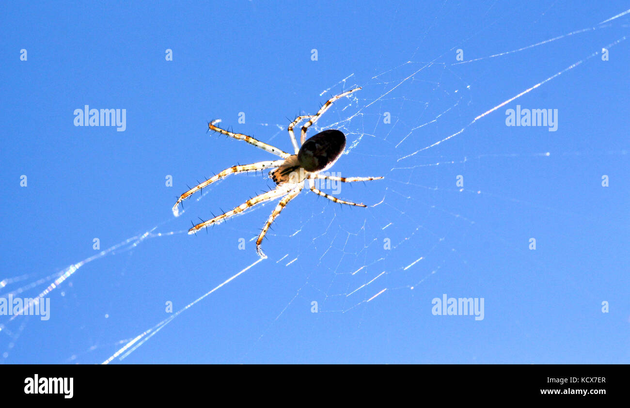 Blye sky background hi-res stock photography and images - Alamy
