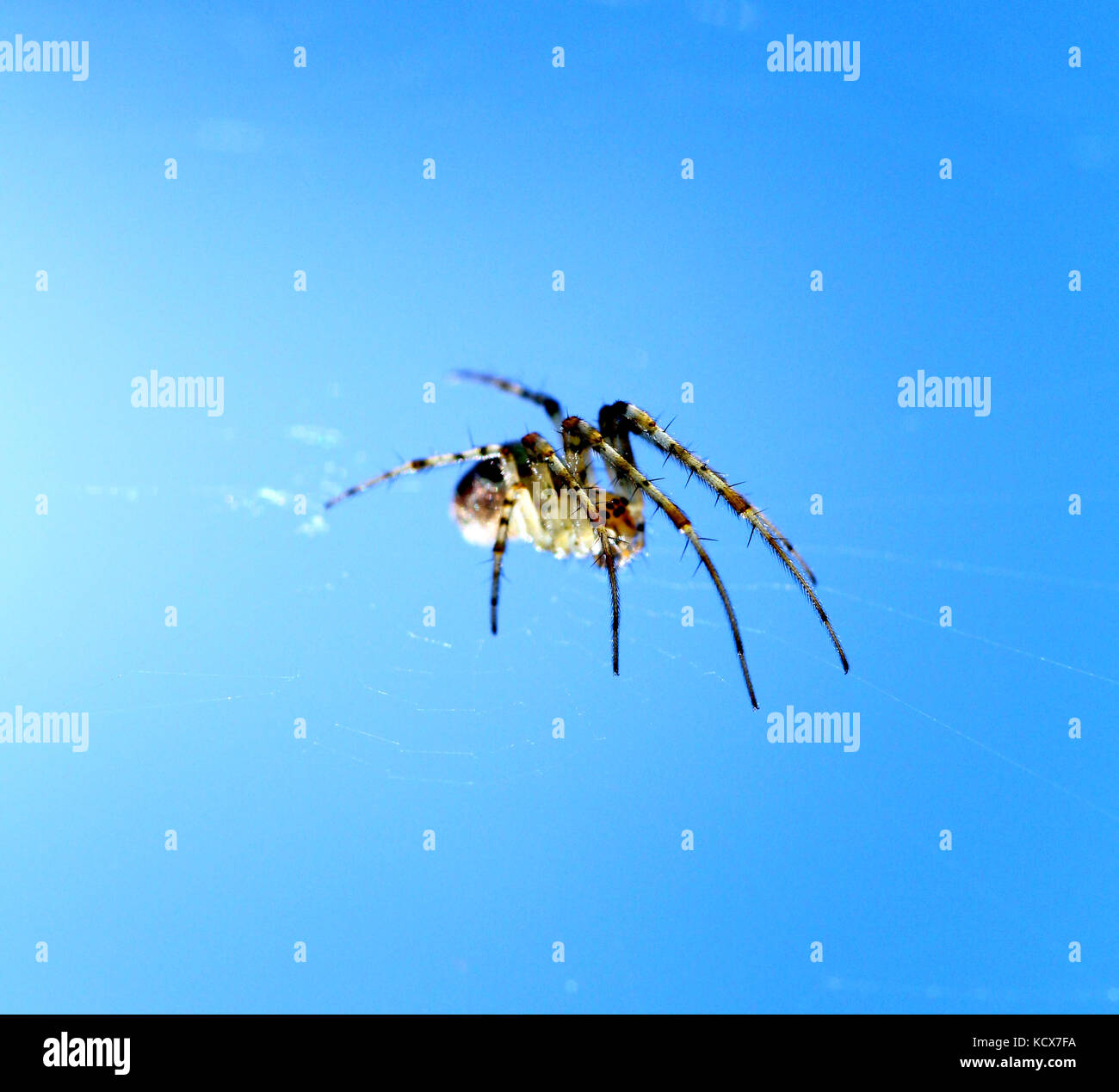 picture of a Spider on blue sky background. against the sun Stock Photo ...