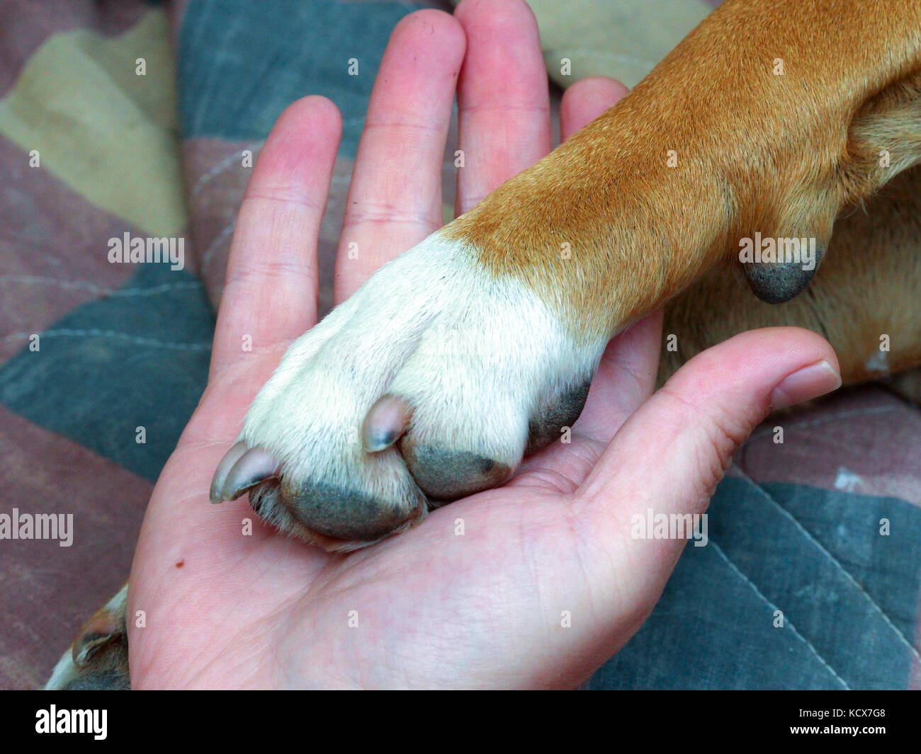Human Hand And Paw Stock Photos & Human Hand And Paw Stock Images - Alamy