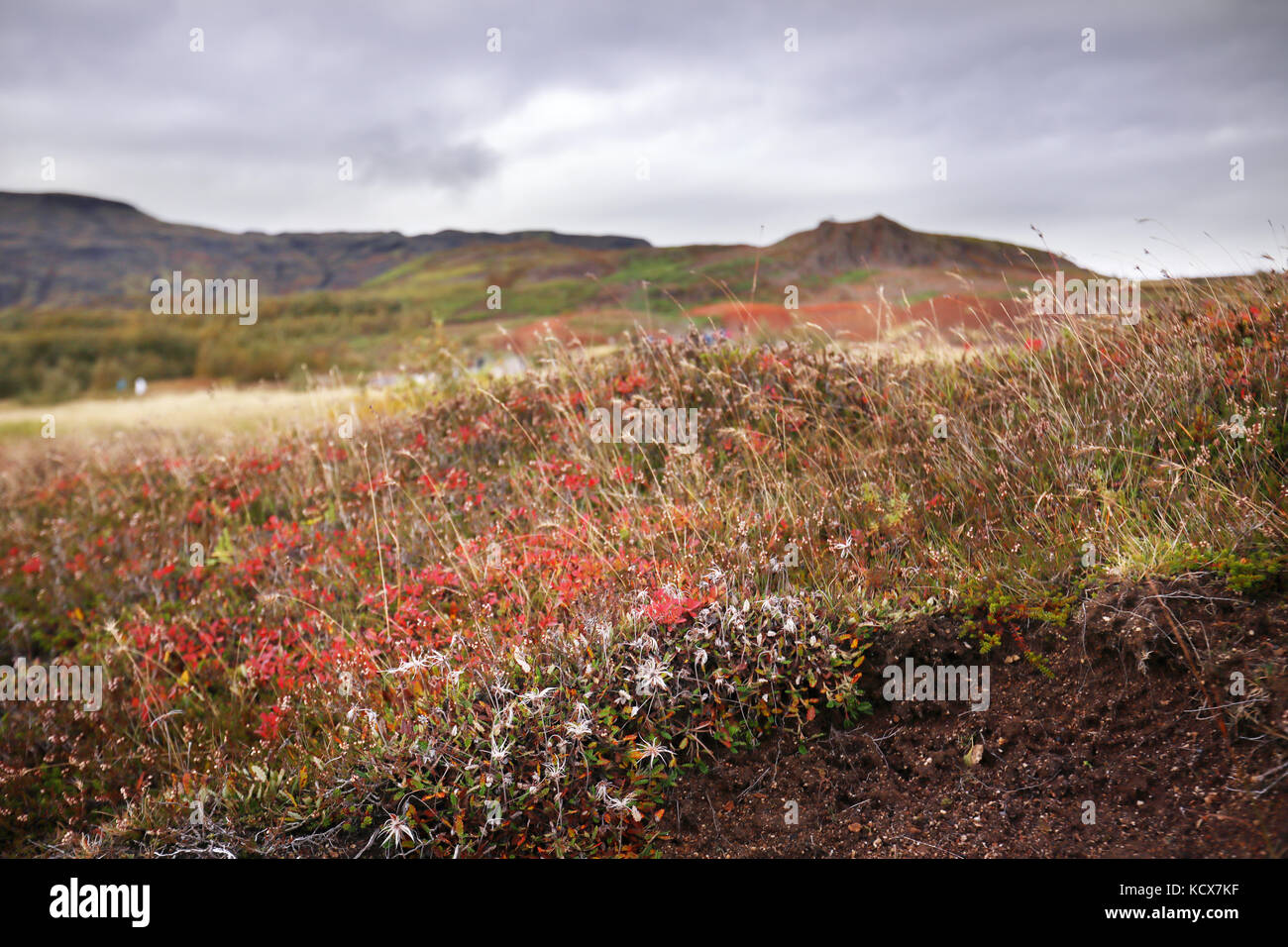 Colorful fields with flowers in Iceland Stock Photo - Alamy