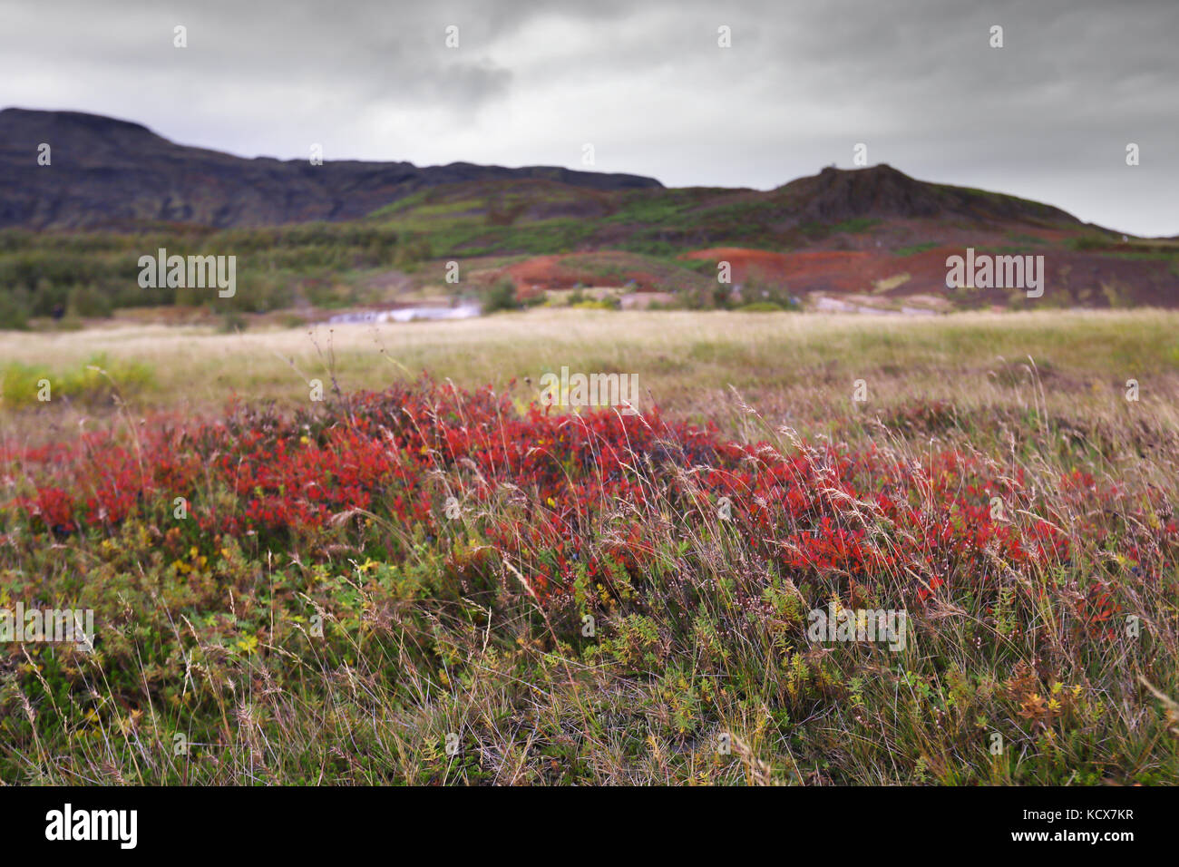 Colorful fields with flowers in Iceland Stock Photo - Alamy