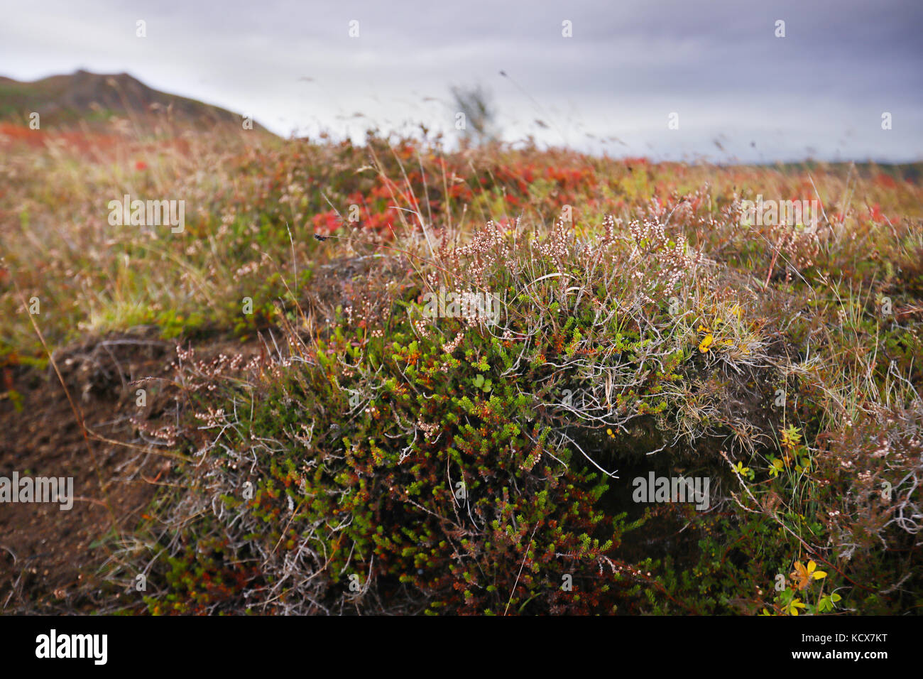 Colorful fields with flowers in Iceland Stock Photo - Alamy