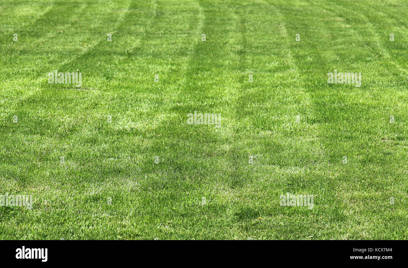 Large green grass lawn pattern during summer Stock Photo - Alamy
