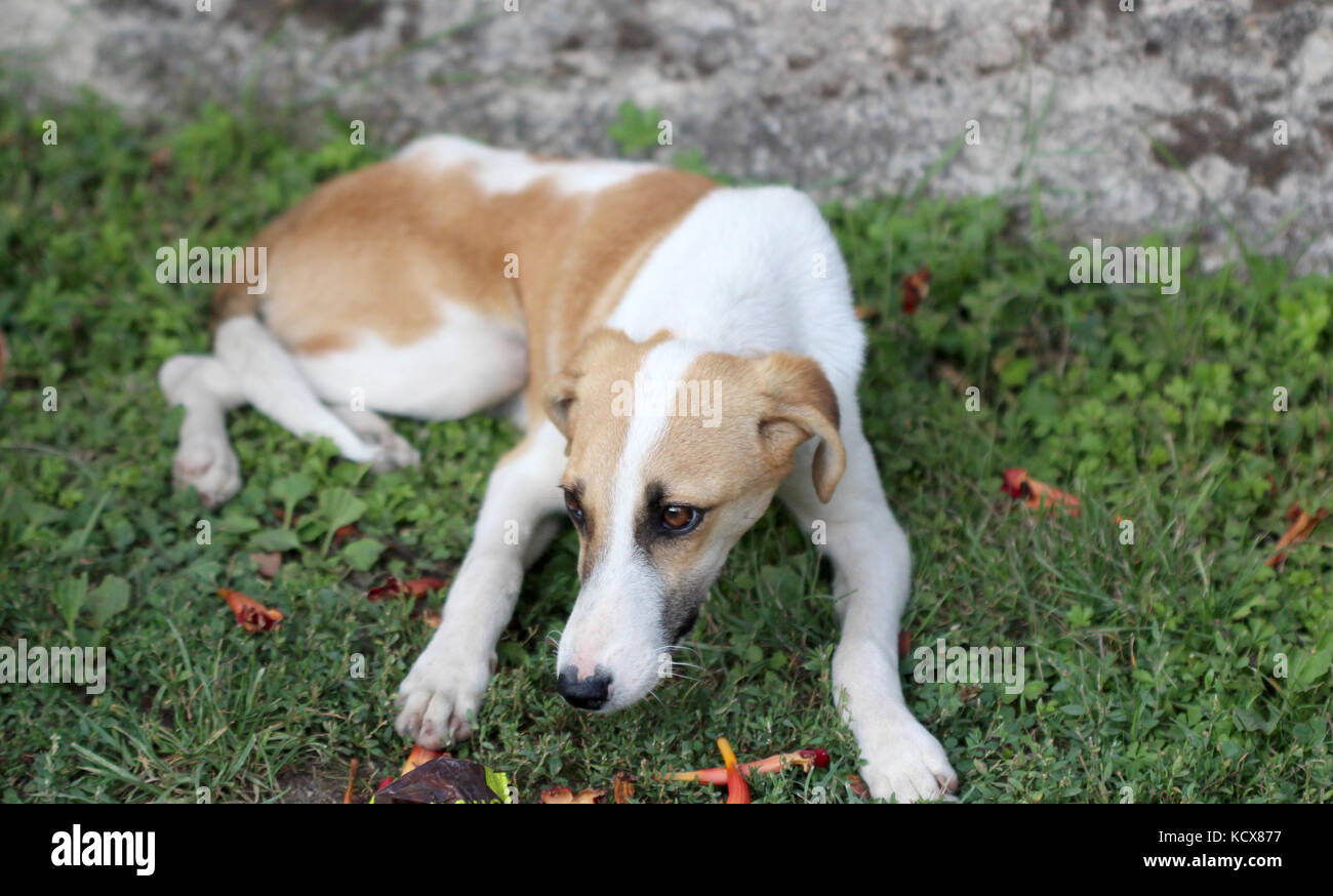 picture of a Sad homeless dog Stock Photo - Alamy