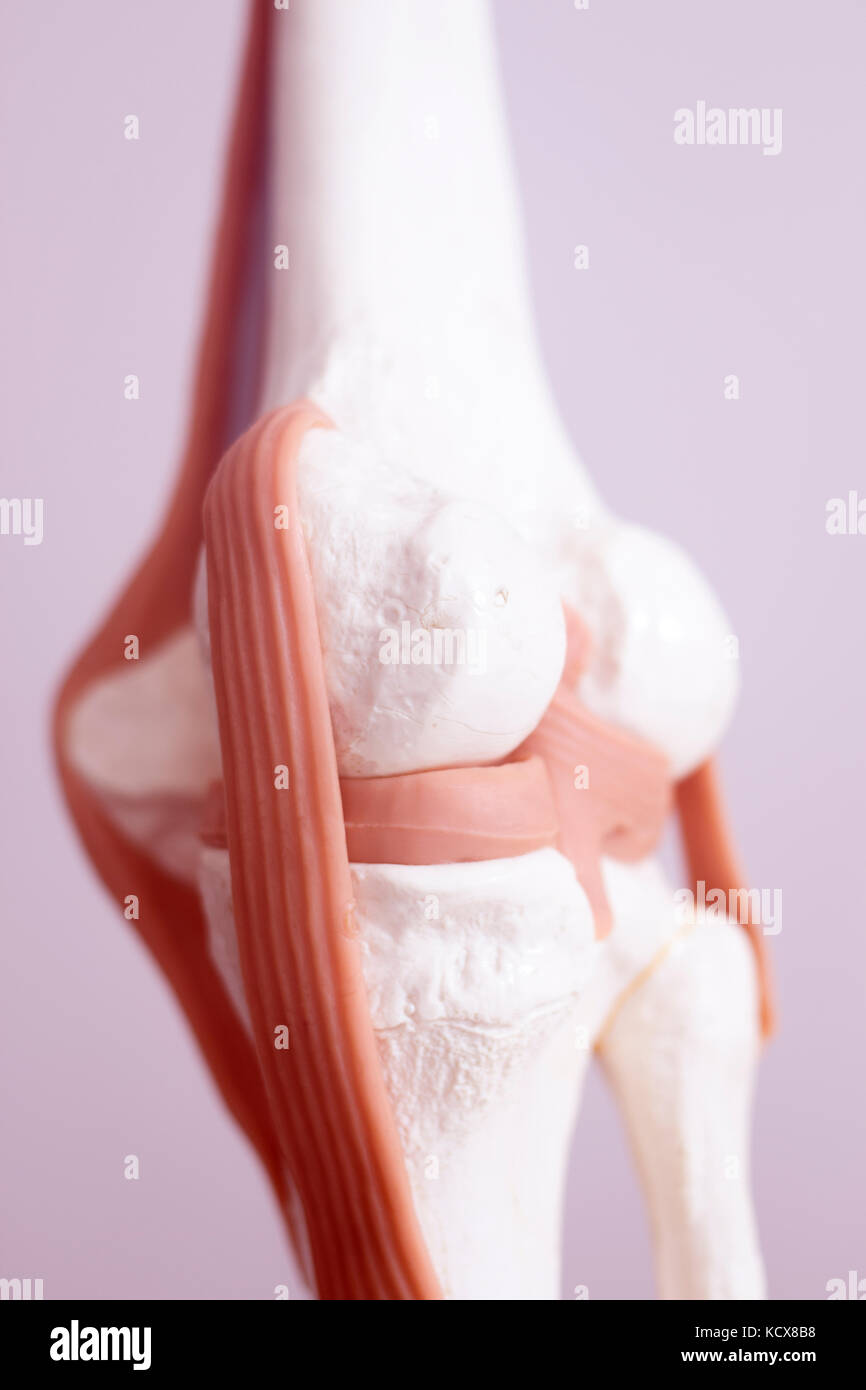 Human knee joint meniscus medical teaching model showing bones and ...
