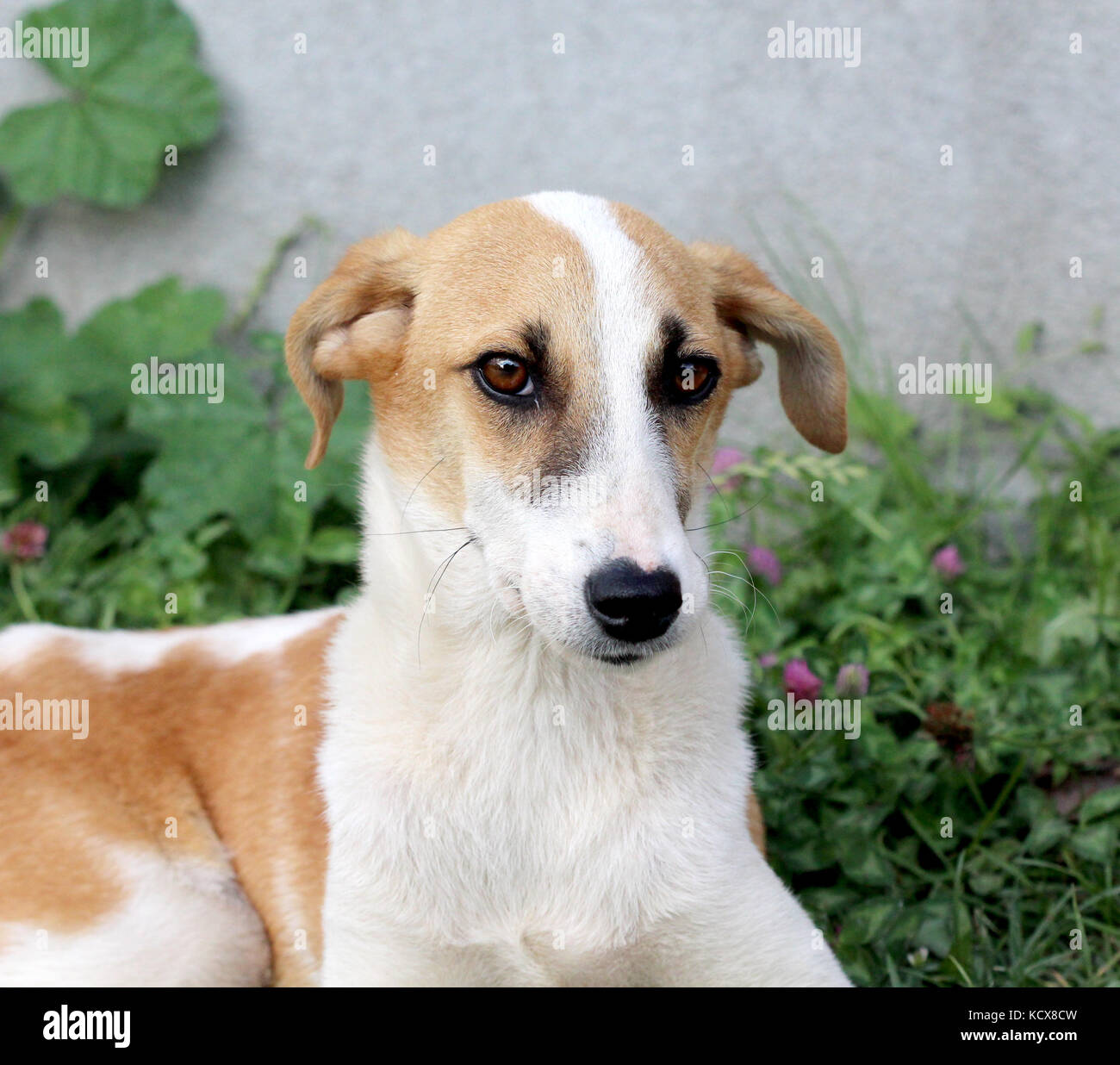 picture of a Sad homeless dog,animal theme Stock Photo - Alamy