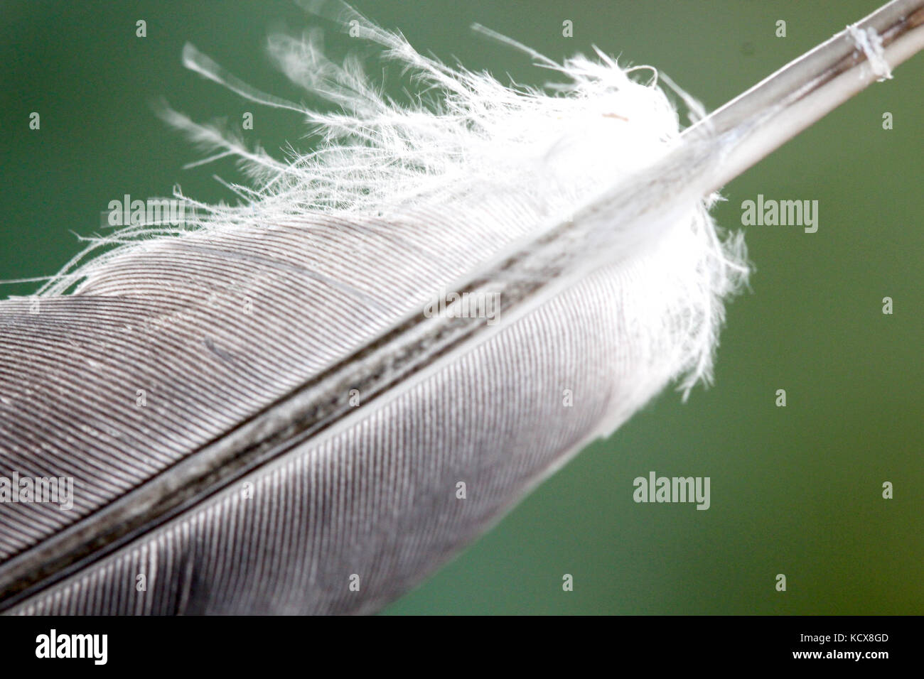 Bird Feathers Close Up