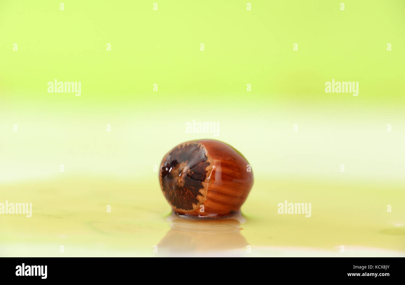 picture of a single Hazelnut on a white green background Stock Photo ...