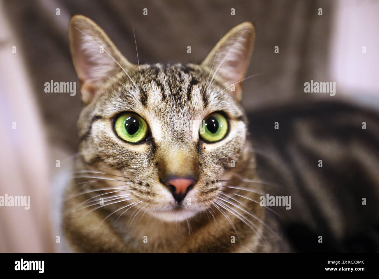 A striped grey cat resting on a sofa Stock Photo - Alamy