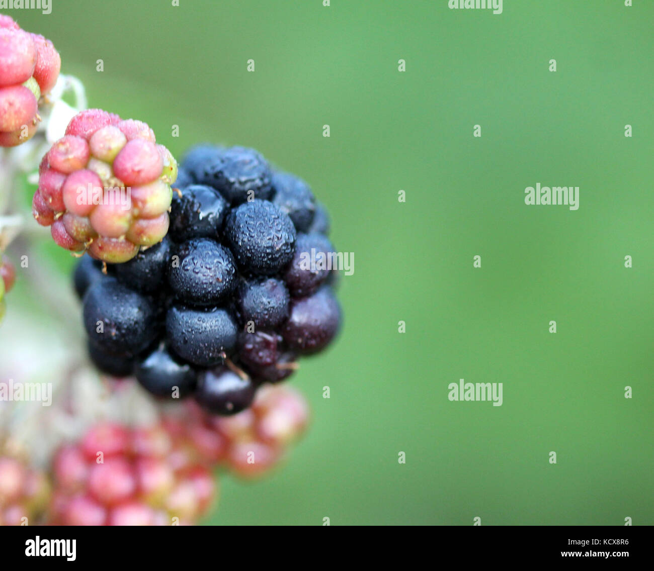 Bunch of blackberries, close-up Stock Photo - Alamy