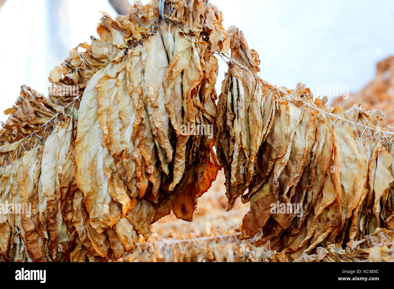 Picture tobacco leaves drying hi-res stock photography and images - Alamy