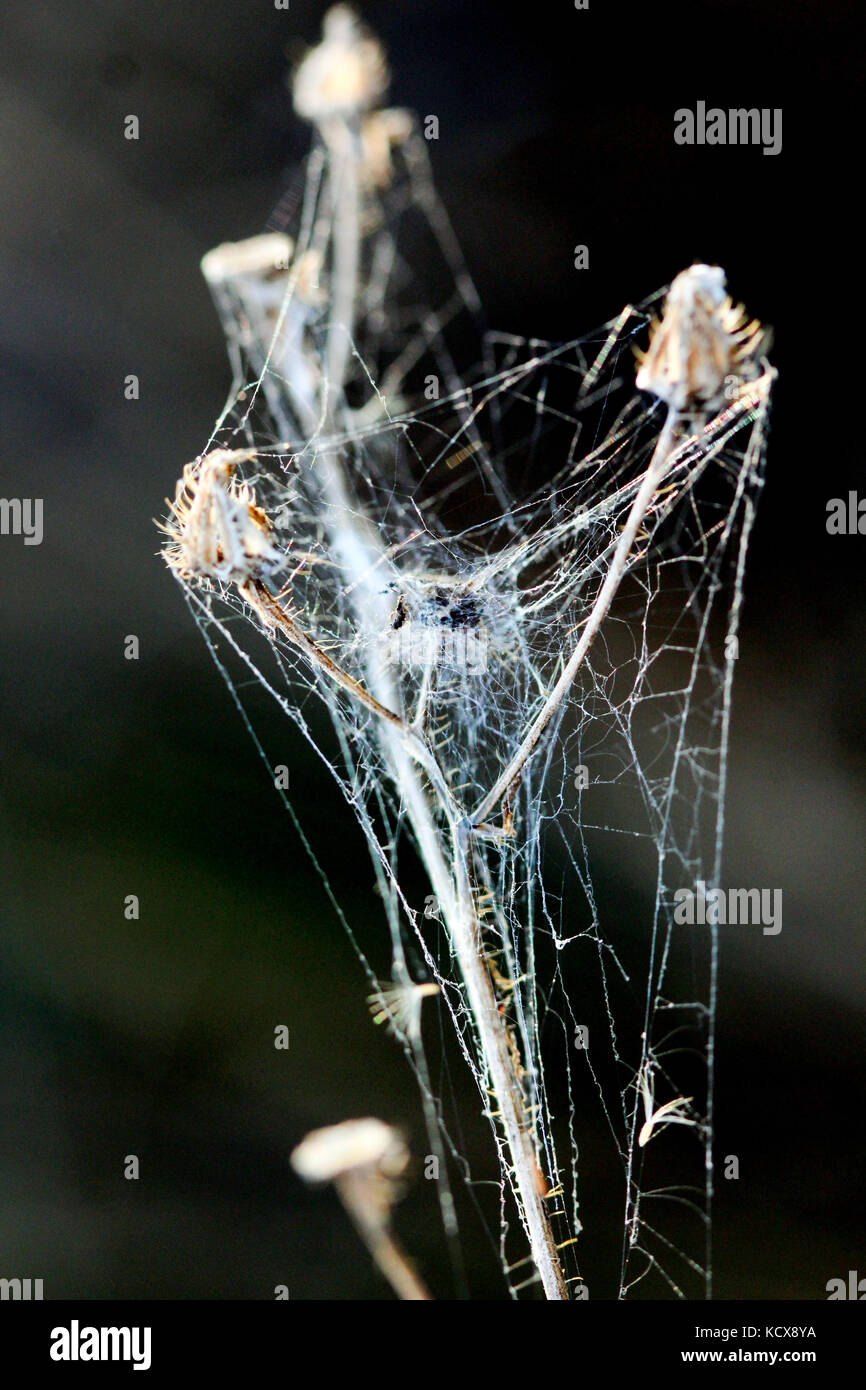 picture of a dry plant covered by spider web against morning sun Stock ...