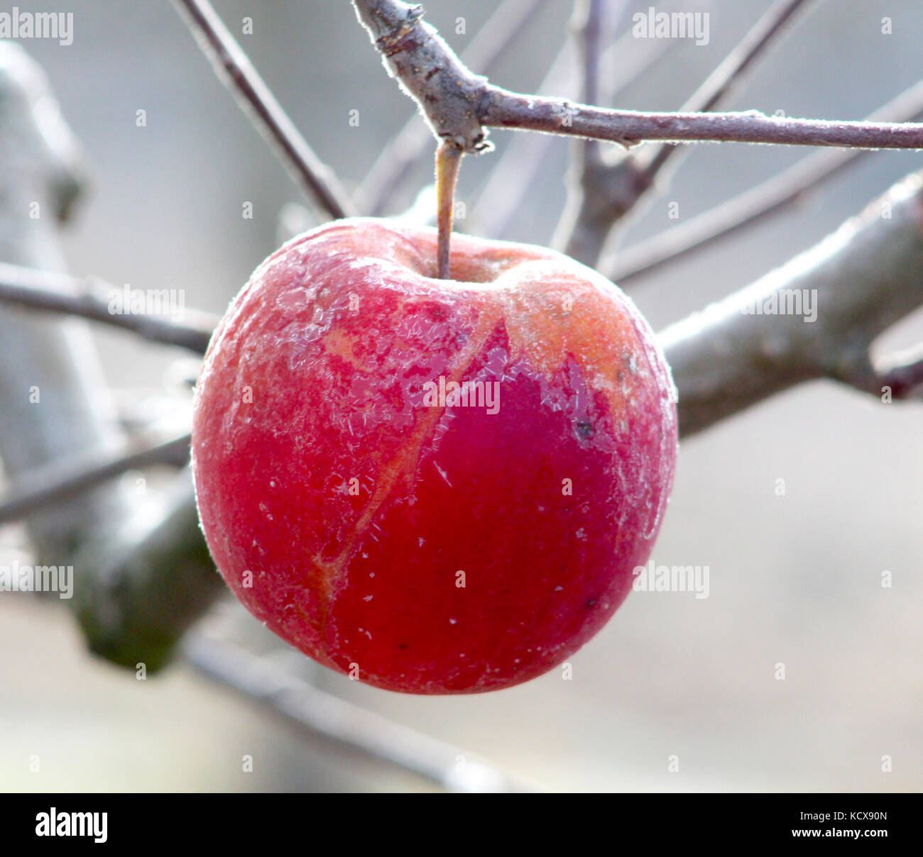 picture of a frozen apples in an apple orchard on early sunny december ...