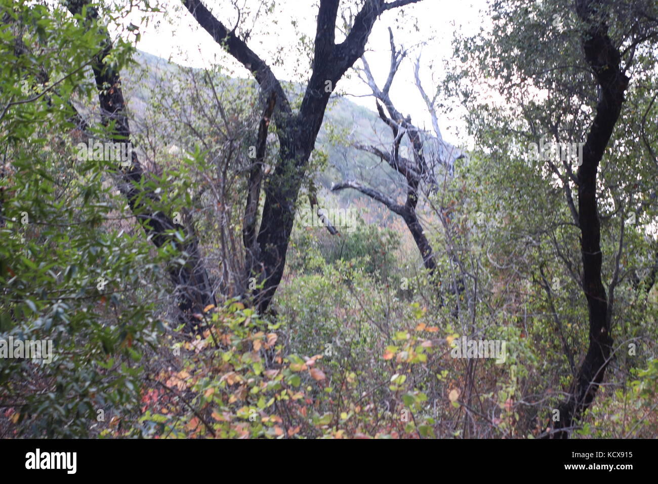 Plants of the Mountain Stock Photo - Alamy