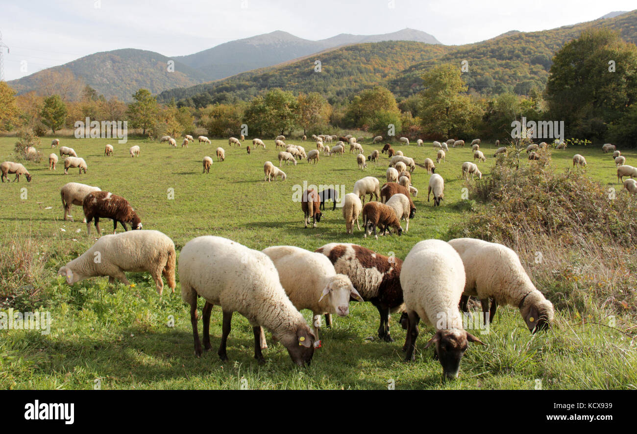 picture of a sheeps on a meadow. domestic animals theme Stock Photo - Alamy