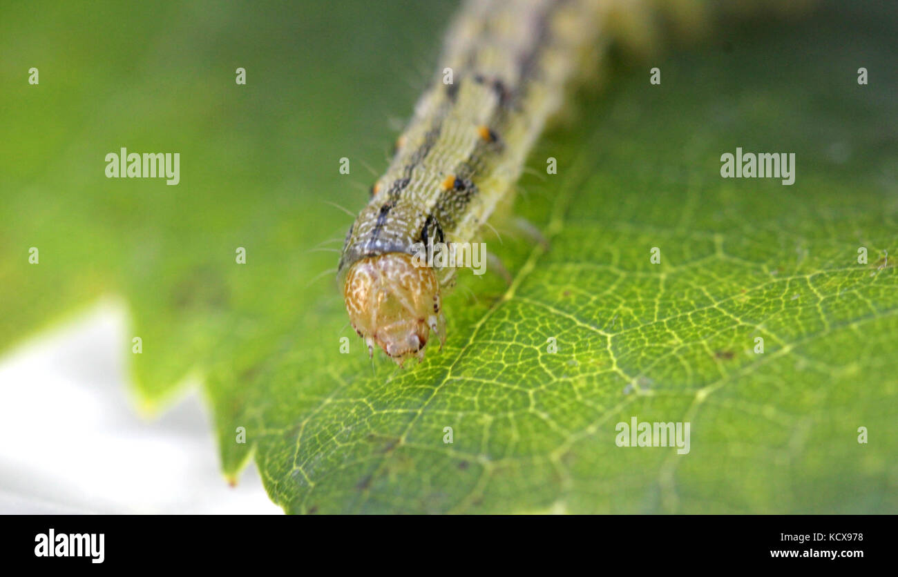 picture of a caterpillar on a green grape leaf Stock Photo - Alamy