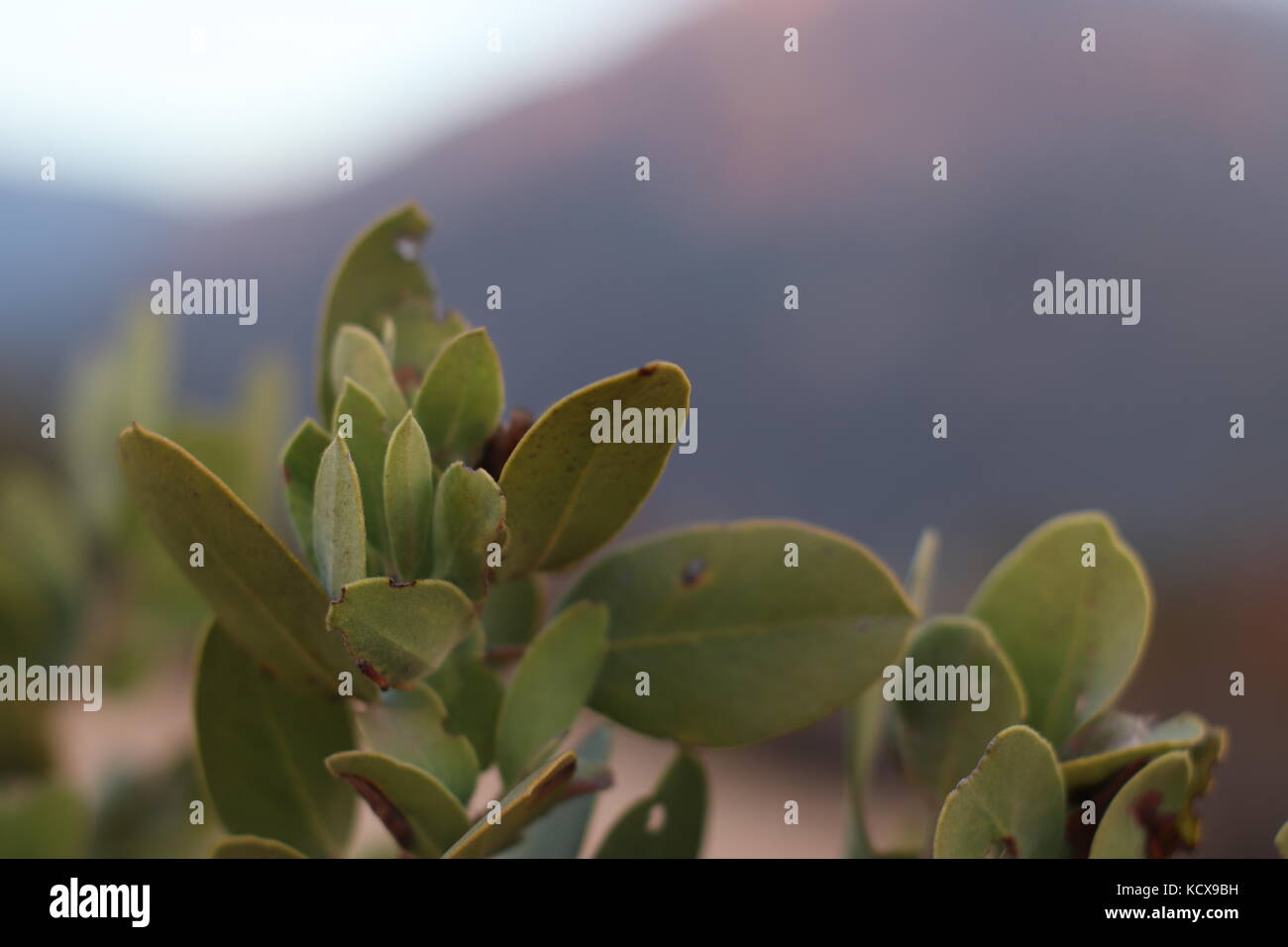 Plants of the Mountain Stock Photo - Alamy