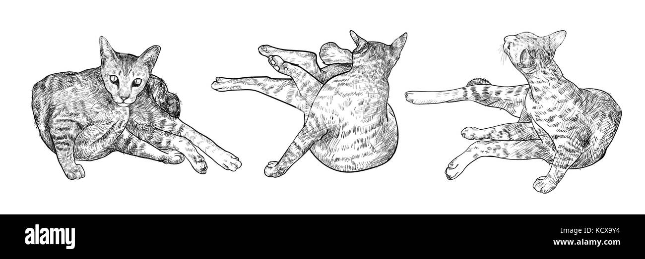 Drawing three poses of cat on white background,vector illustration ...