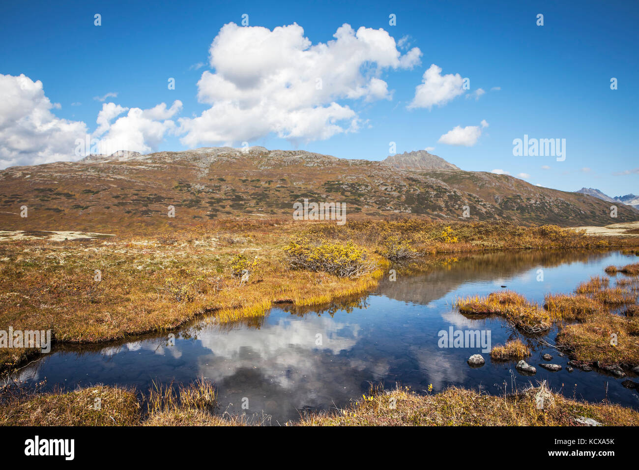 Tundra willows hi-res stock photography and images - Alamy