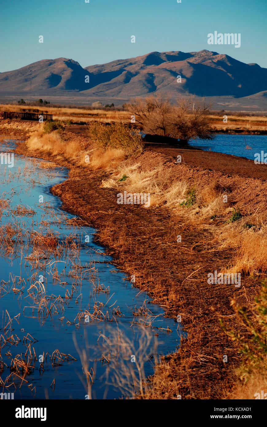 Sandhill cranes winter in the wetlands of Whitewater Draw in Southeast ...