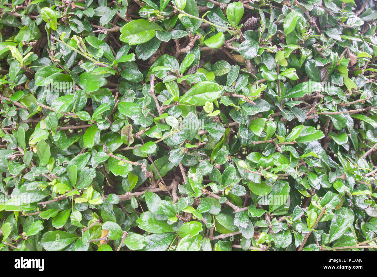 Siamese rough bush tree ( Streblus asper Stock Photo - Alamy